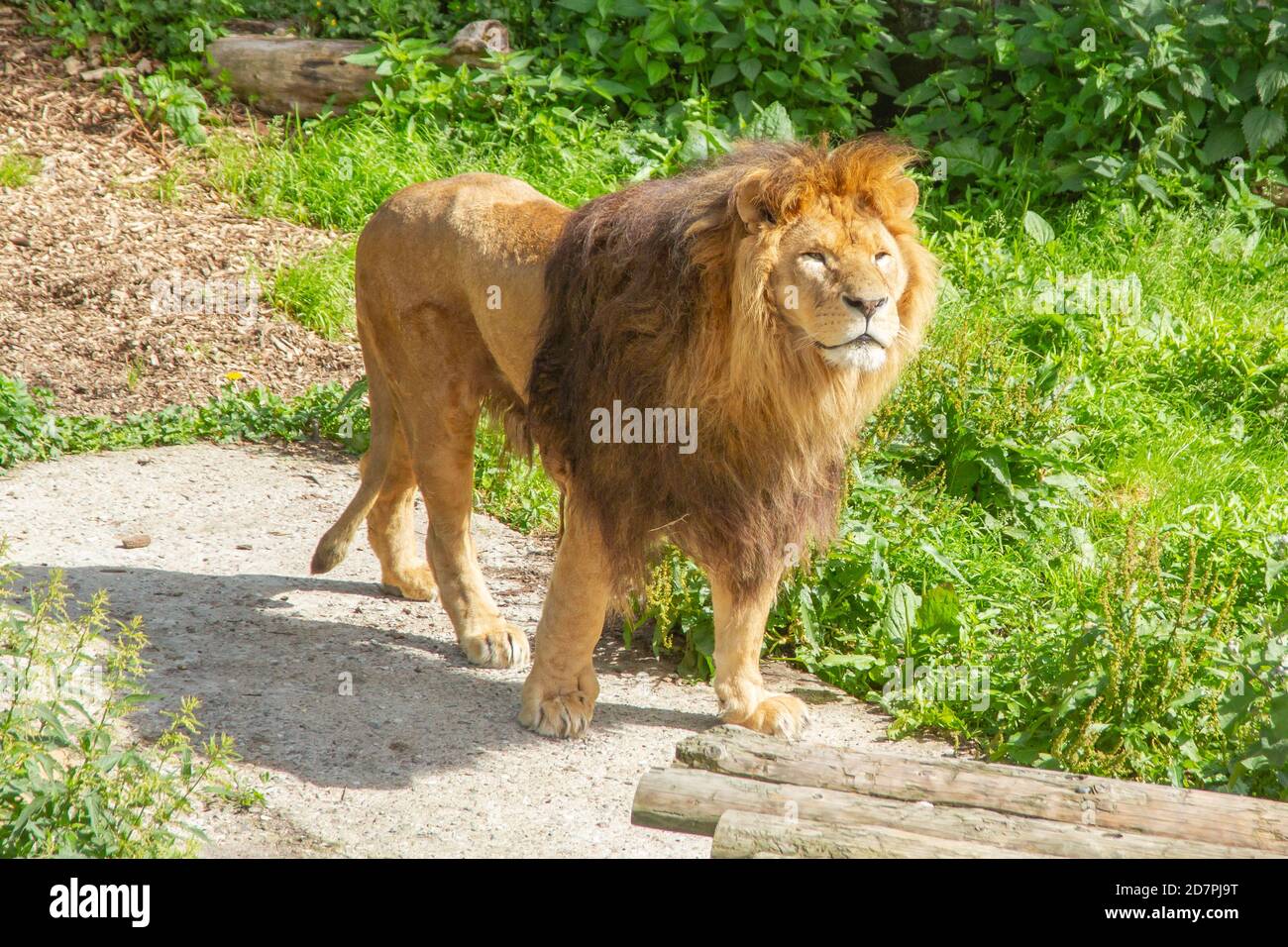 The lion stands and looks into the distance Stock Photo - Alamy