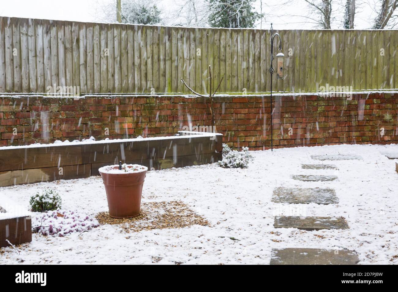 Snow falling on an English garden in winter, UK Stock Photo - Alamy