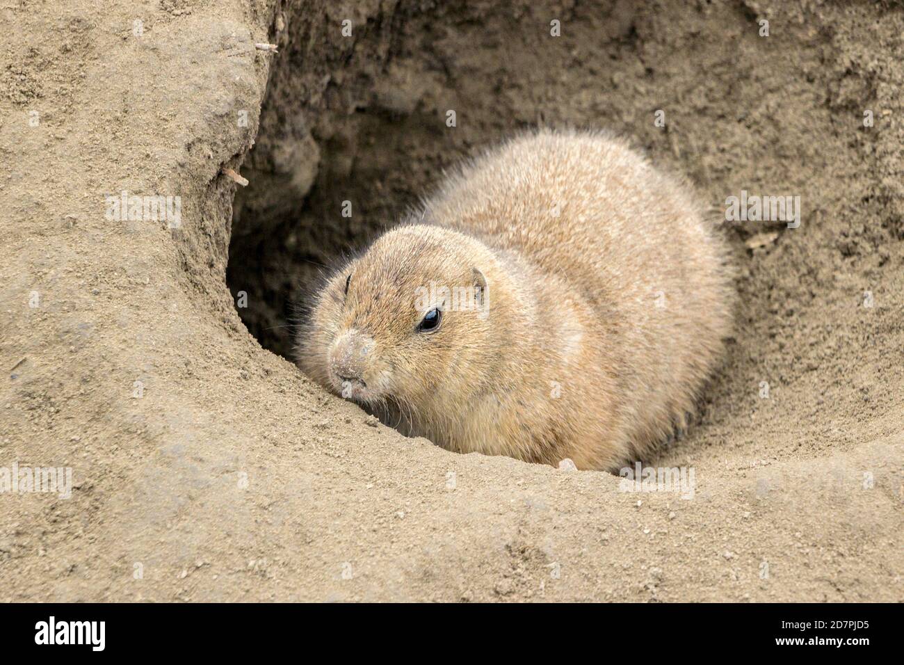 A groundhog hi-res stock photography and images - Alamy