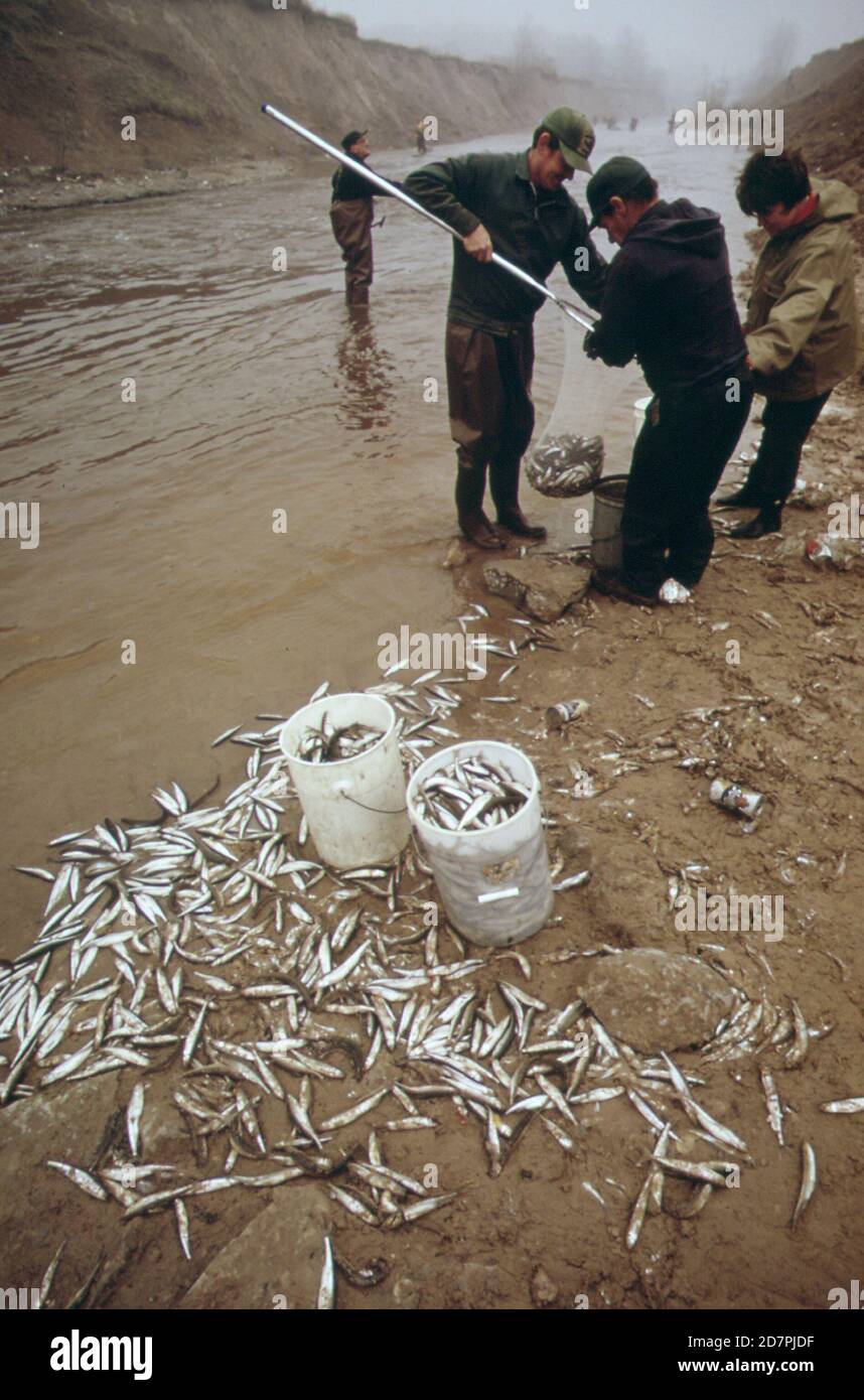Annual smelt run at Singing Bridge; Tawas City. In mid-april thousands ...