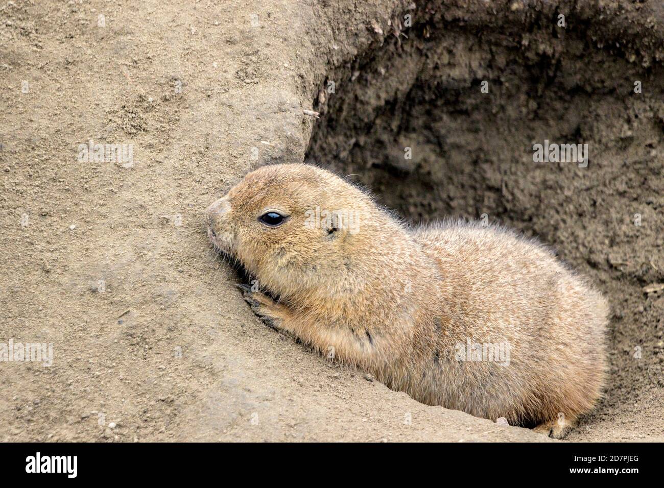 Groundhog hole hi-res stock photography and images - Alamy