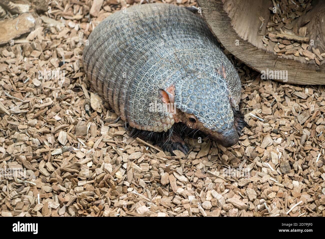 close up of a Six-banded Armadillo at zoo Stock Photo - Alamy
