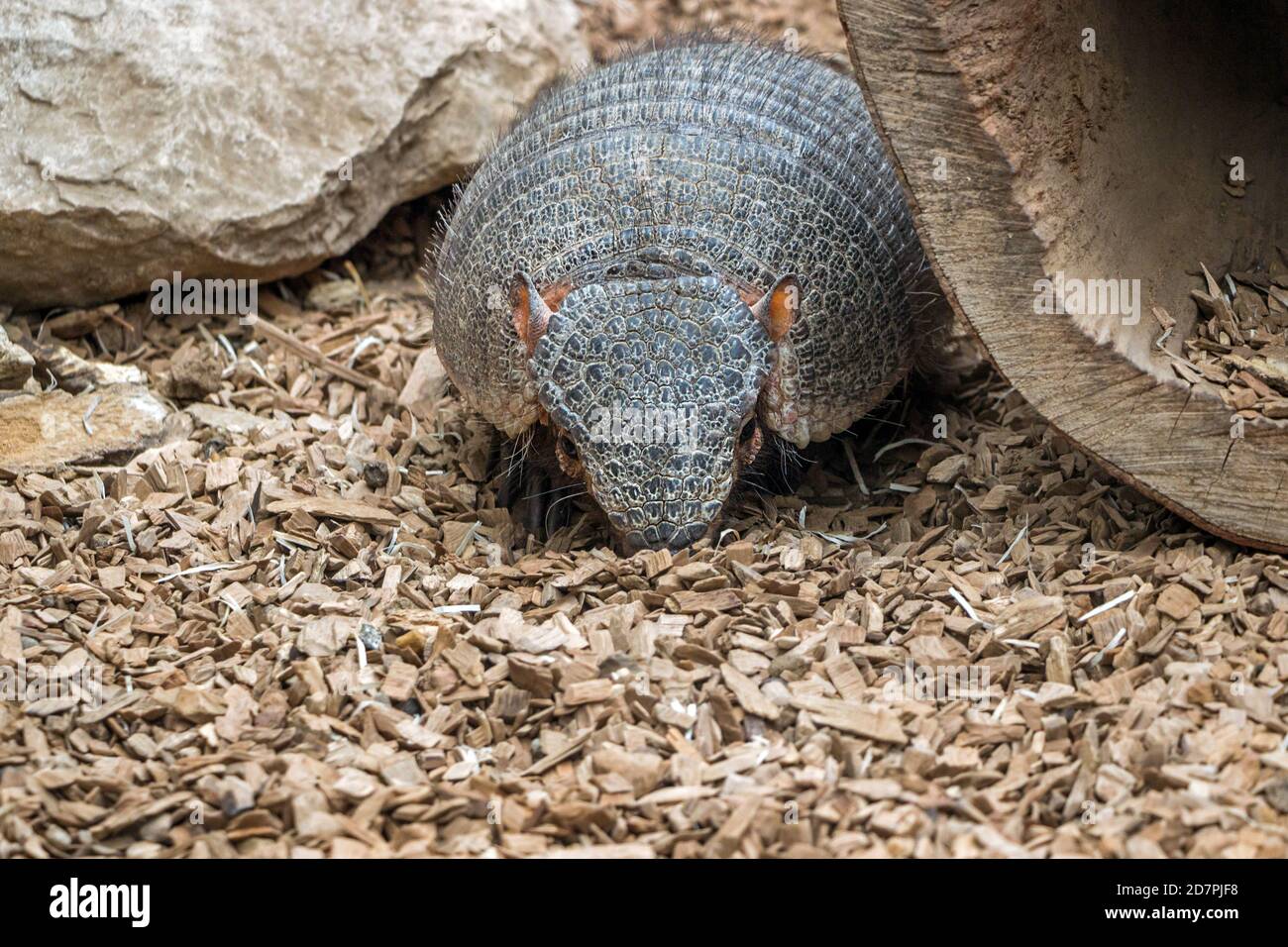 close up of a Six-banded Armadillo at zoo Stock Photo - Alamy