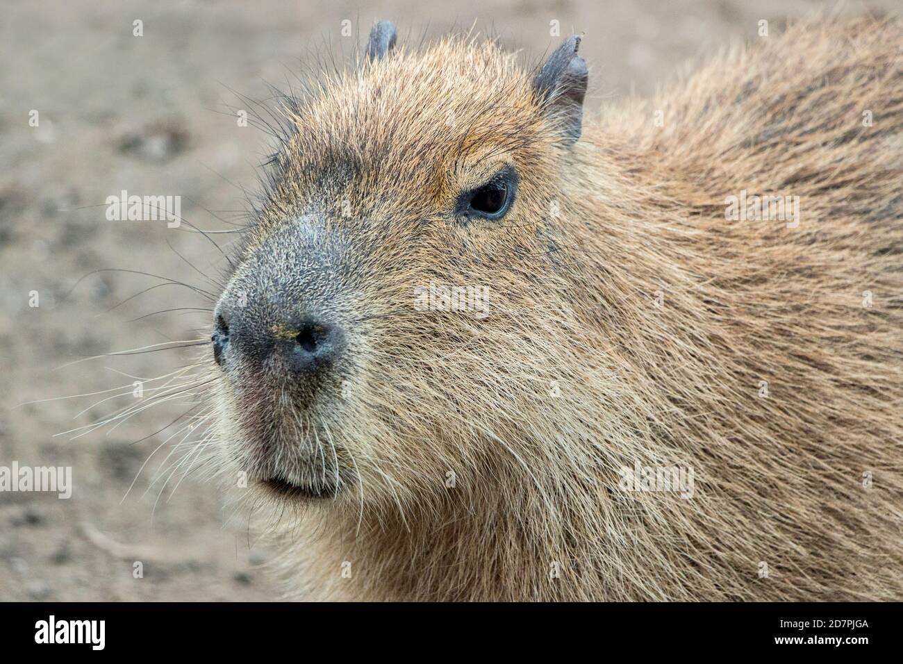 Capybara face hi-res stock photography and images - Alamy