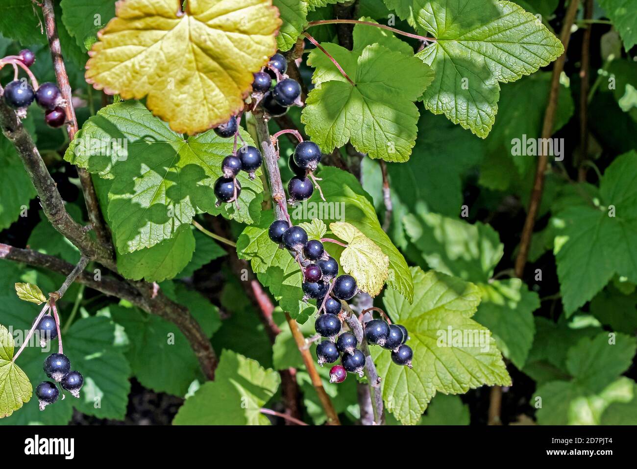 Black currant bush on sunny hi-res stock photography and images - Alamy