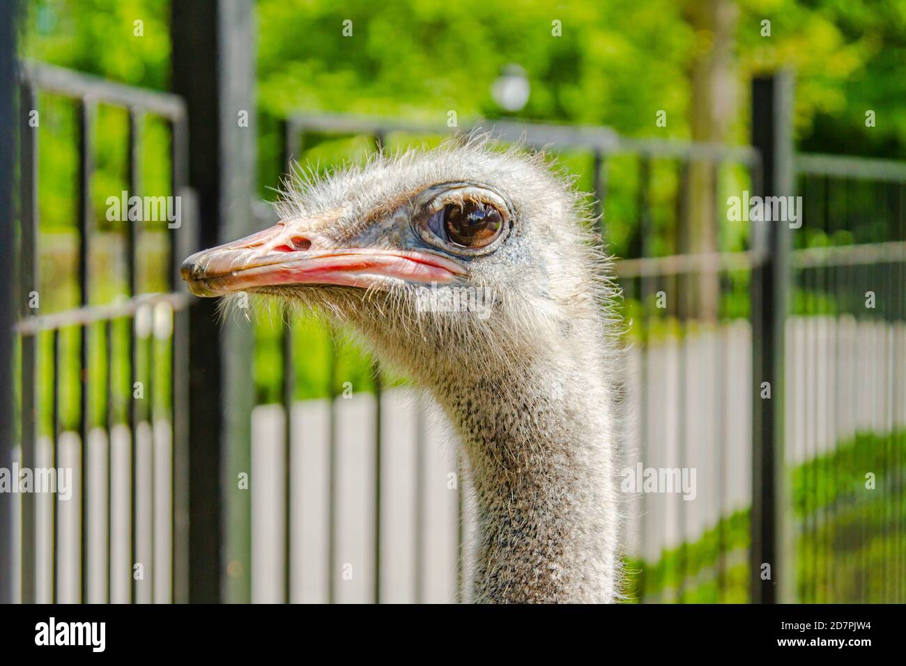 African ostrich on a background of green grass Stock Photo - Alamy