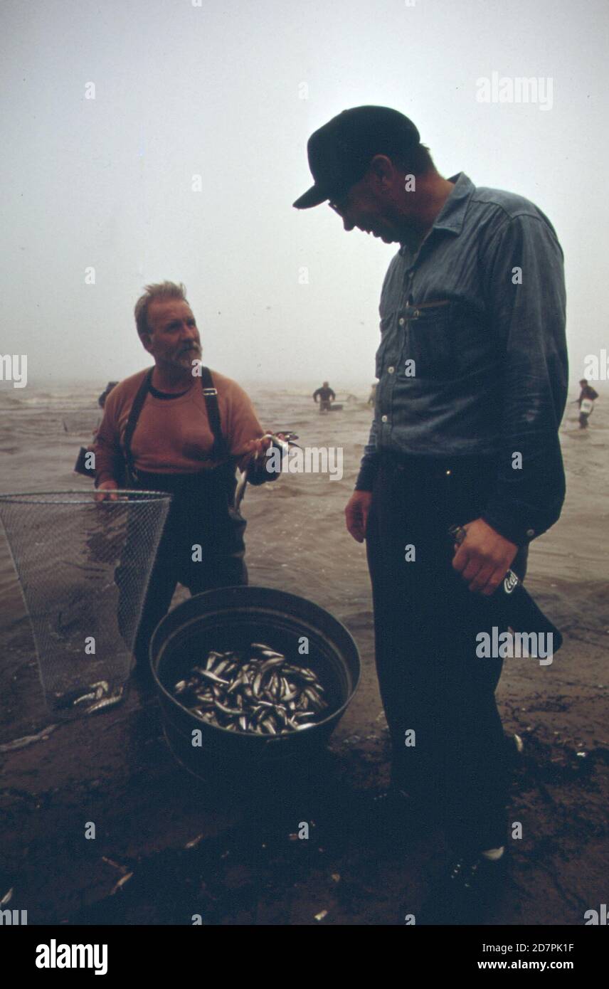 Annual smelt run at Singing Bridge; Tawas City. In mid-april thousands ...