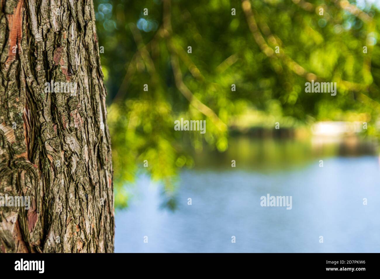 Close-up picture of the trunk of a lakeside tree Stock Photo - Alamy
