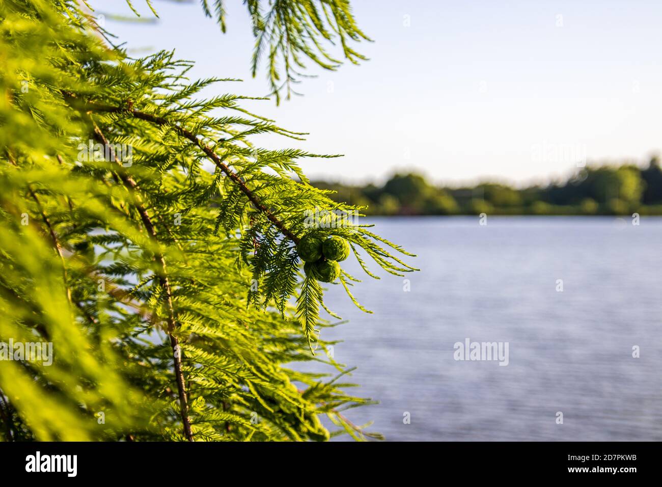 Close-up picture of the of a lakeside tree Stock Photo - Alamy