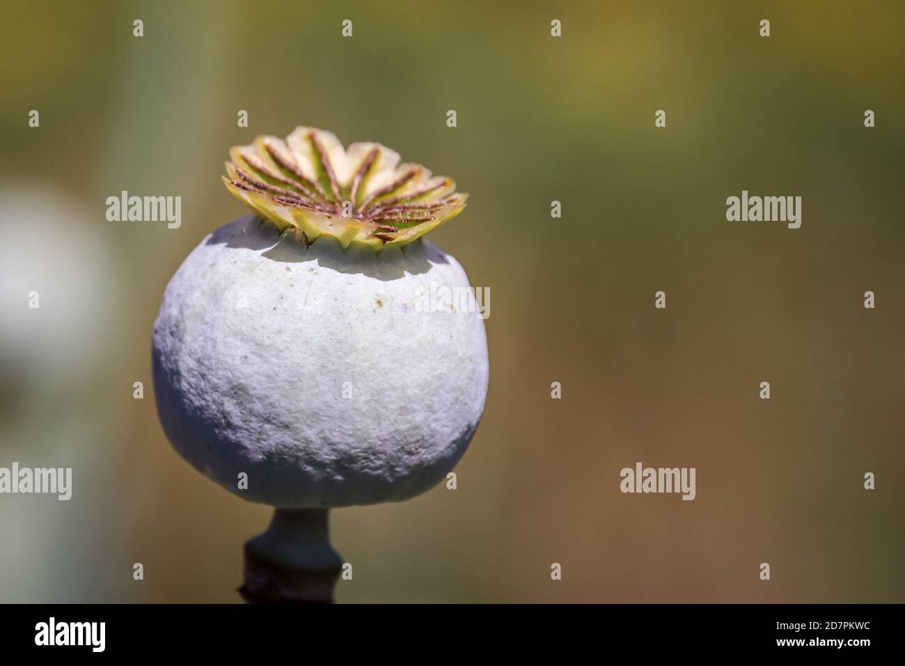 Poppy cocoon hi-res stock photography and images - Alamy