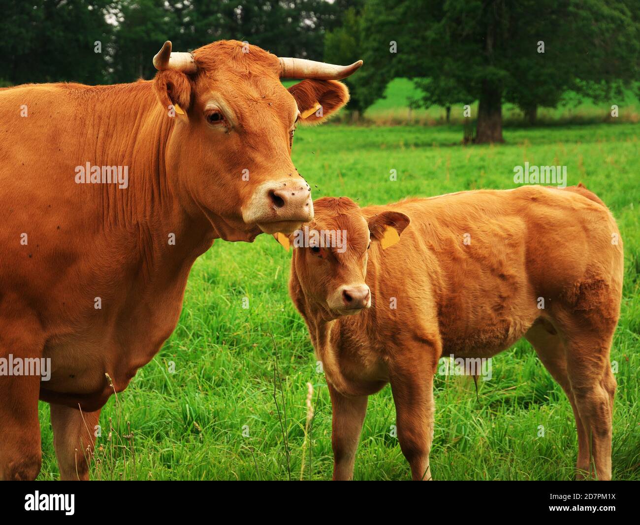 Photo of a cow and her calf in a field of grass Stock Photo - Alamy