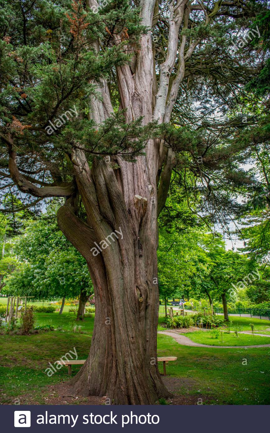 Royal Oak Tree High Resolution Stock Photography and Images - Alamy