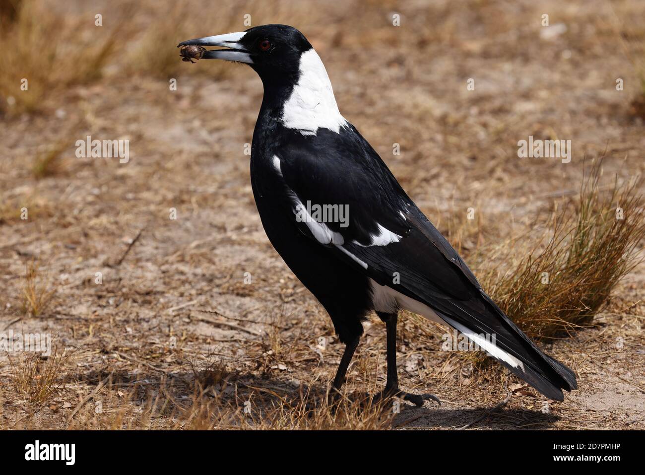 Magpie feeding hi-res stock photography and images - Alamy