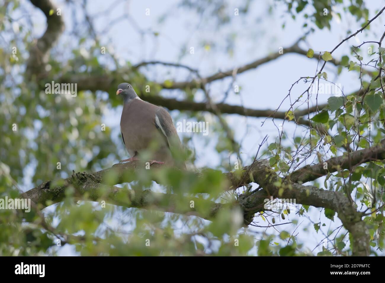 Hiding pigeon hi-res stock photography and images - Alamy