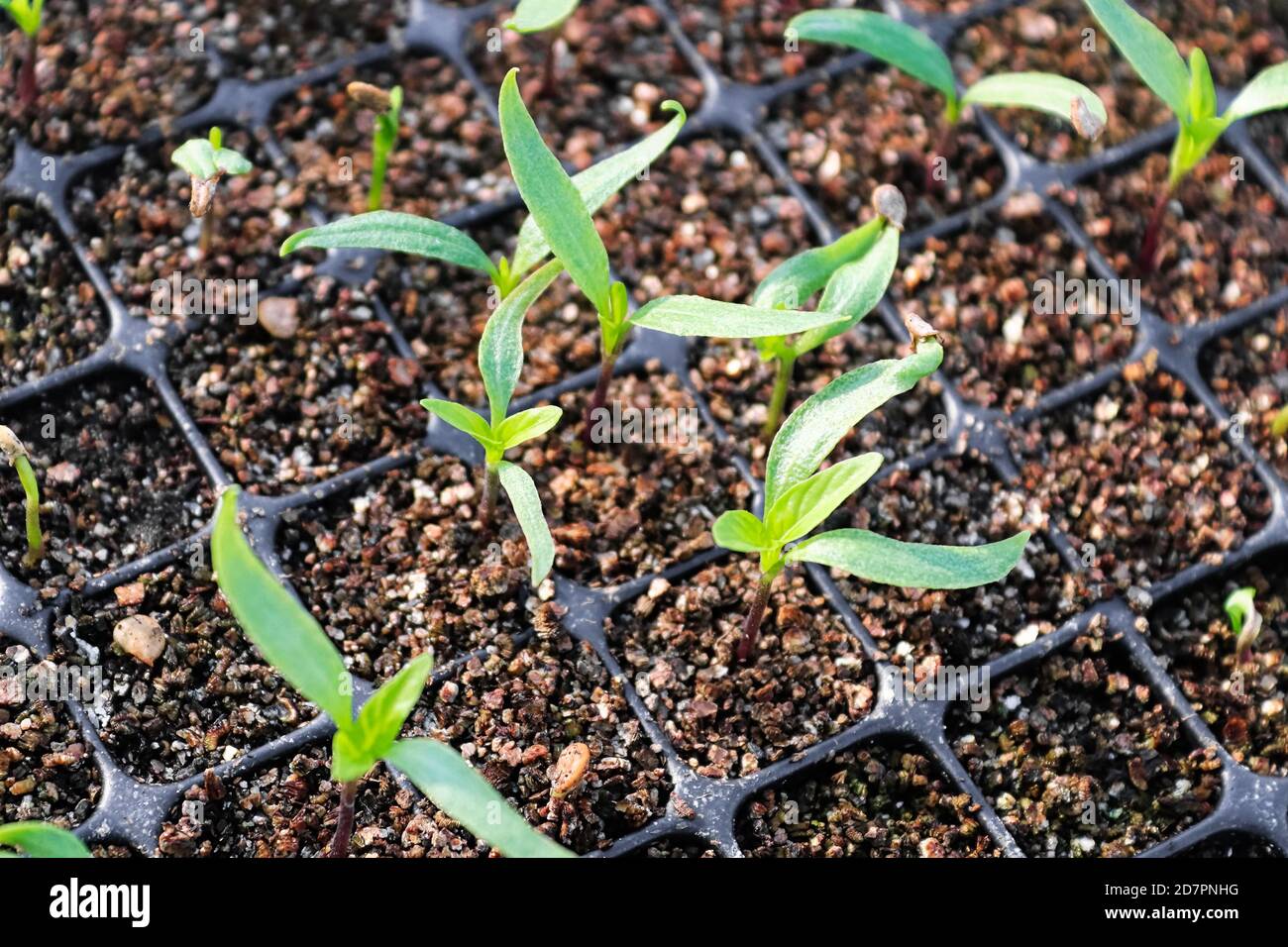 New Plantlet High Resolution Stock Photography and Images - Alamy