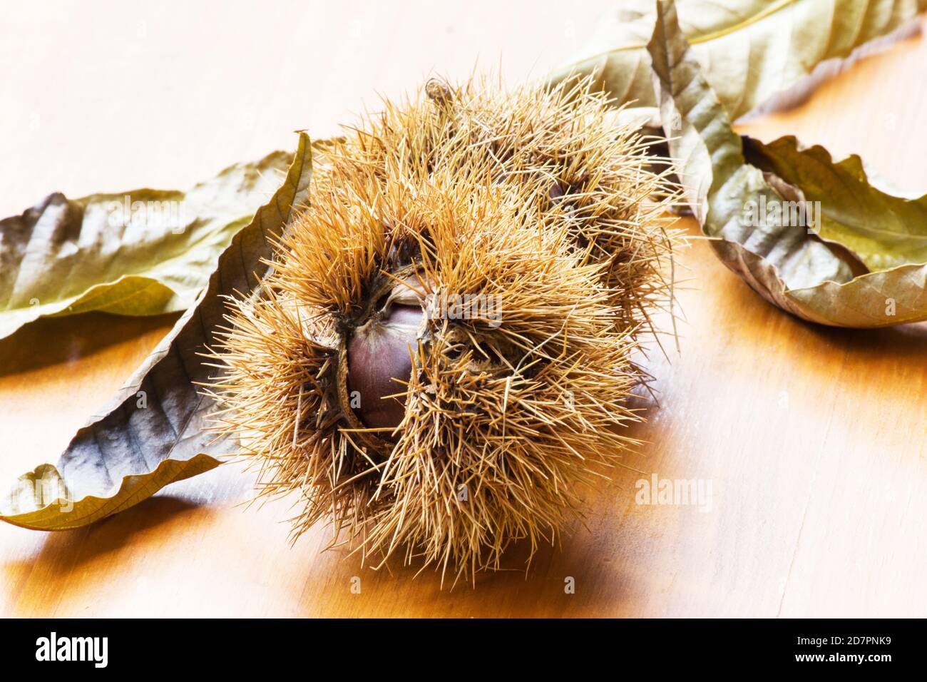Chestnuts and chestnut dried leaves Stock Photo - Alamy