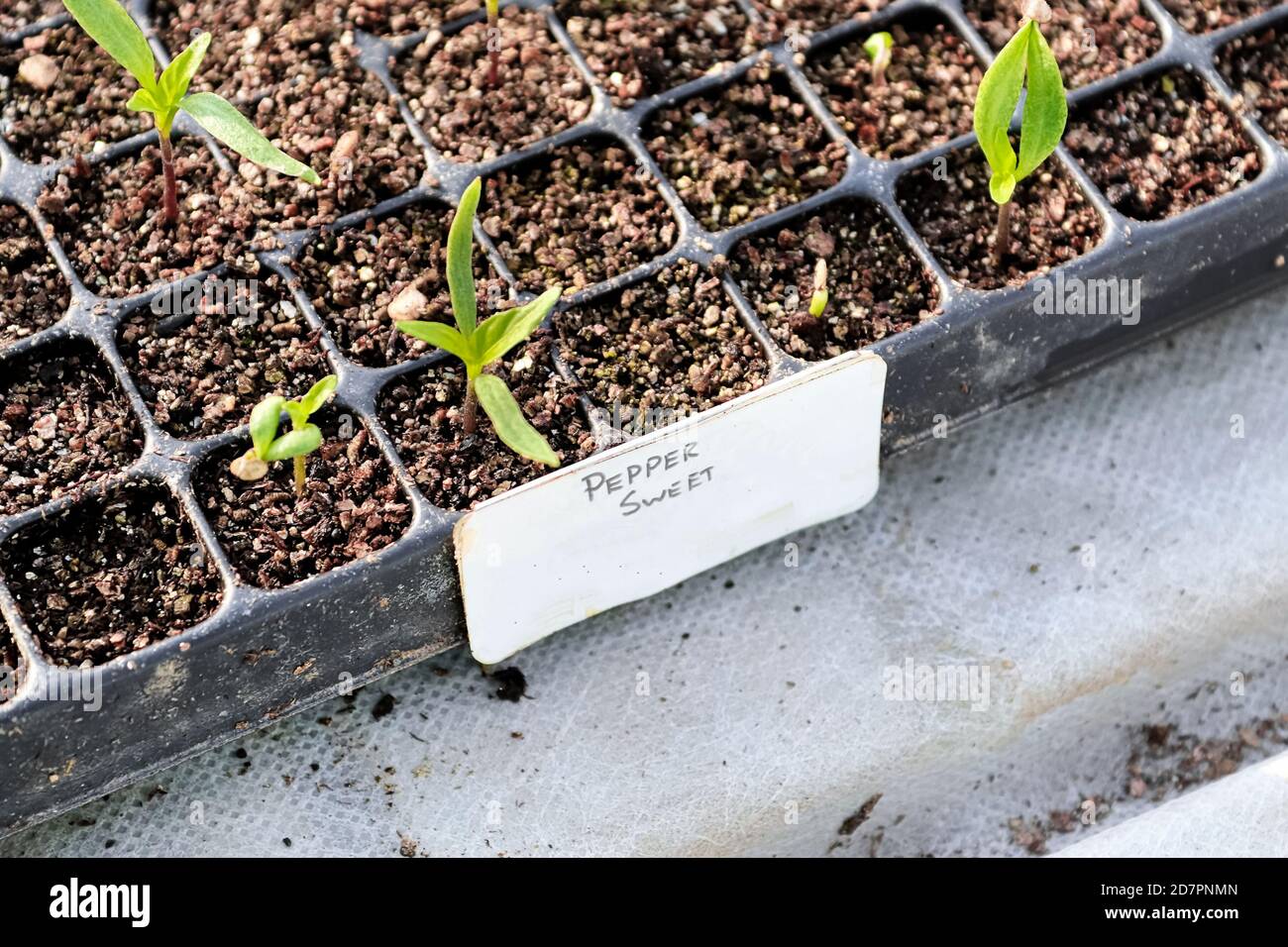 Closeup of sweet pepper sprouting in starter trays Stock Photo - Alamy