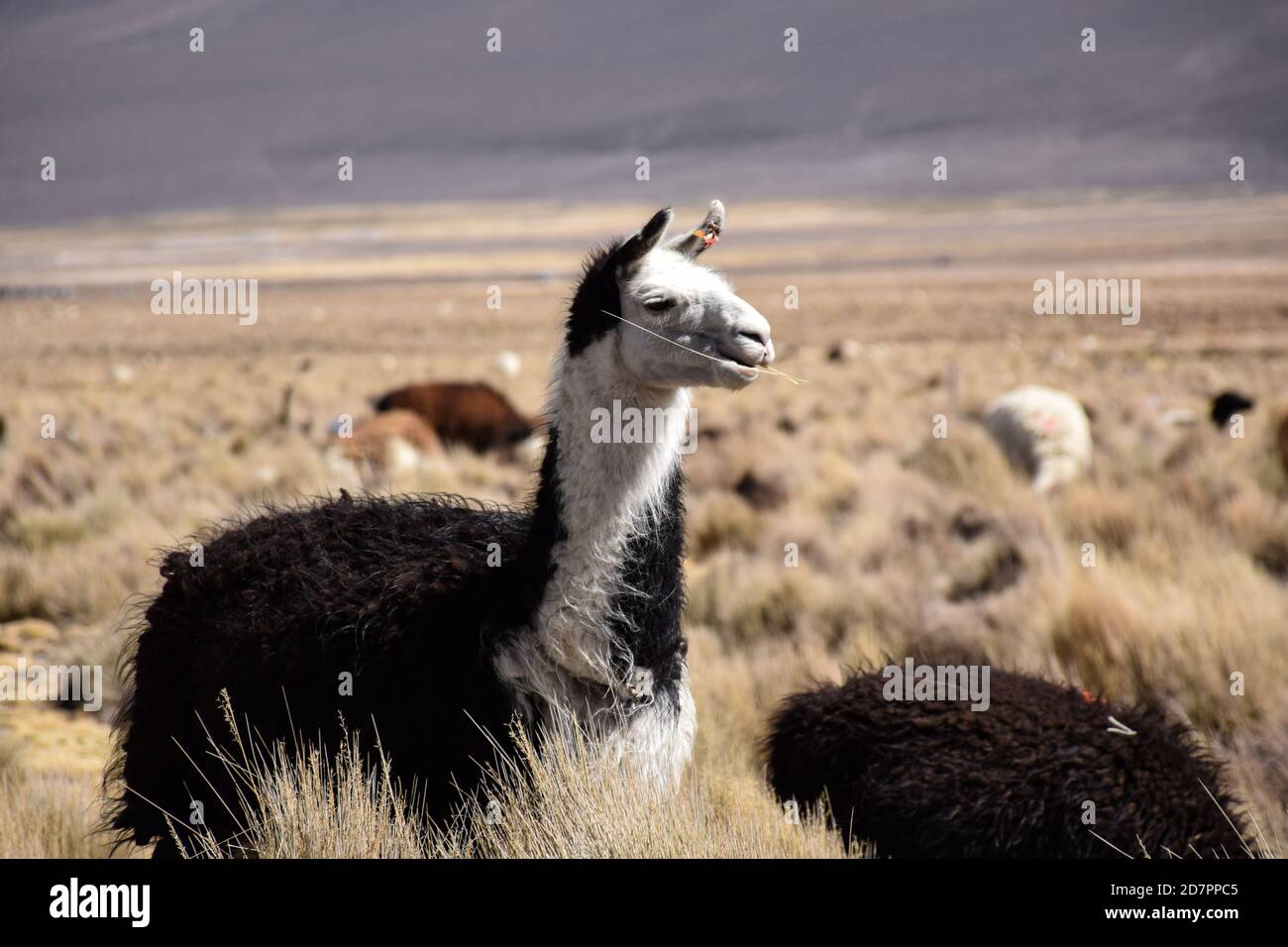 Friendly Alpaca High Resolution Stock Photography and Images - Alamy