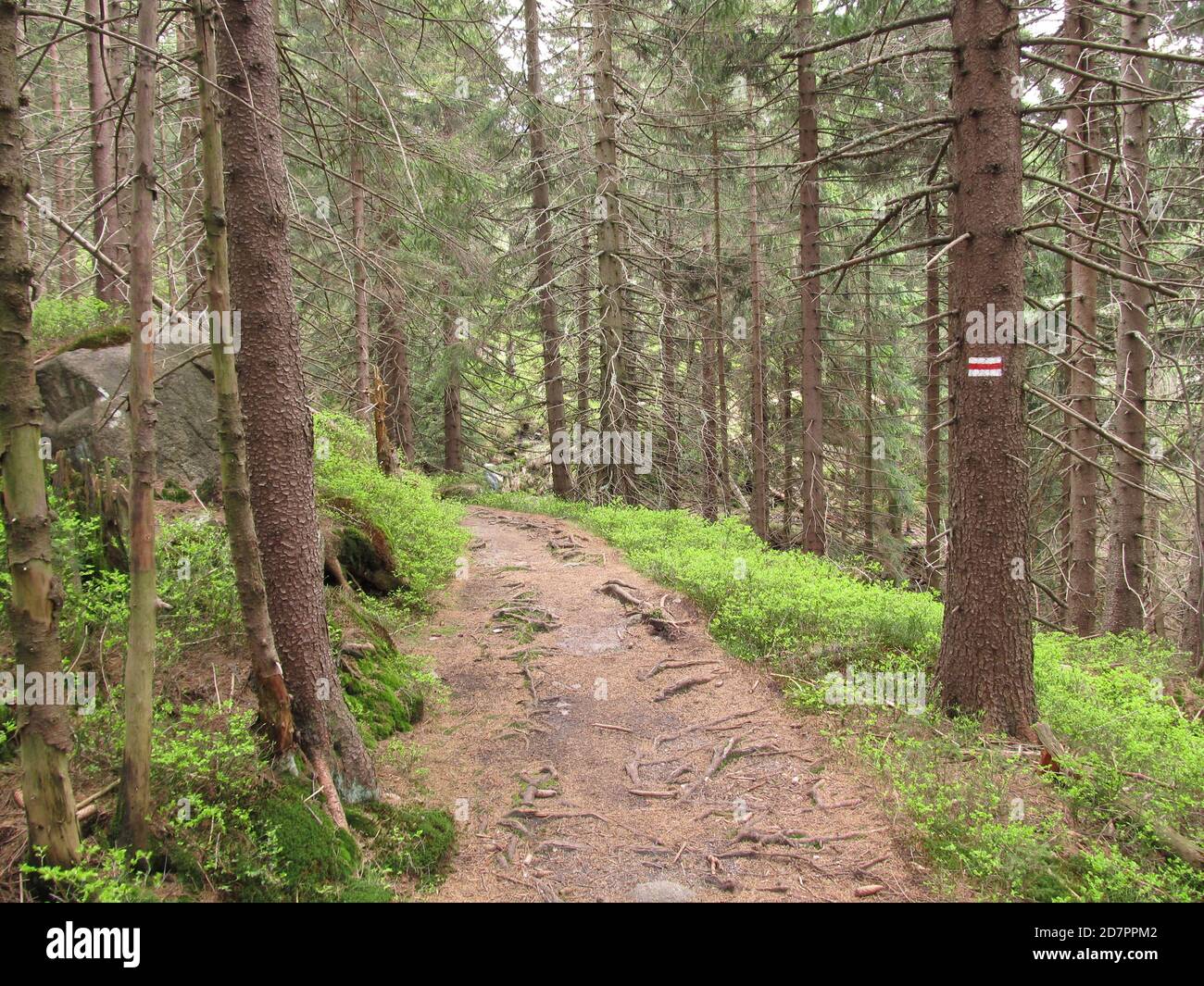 Forest path through the spruce forest hi-res stock photography and ...