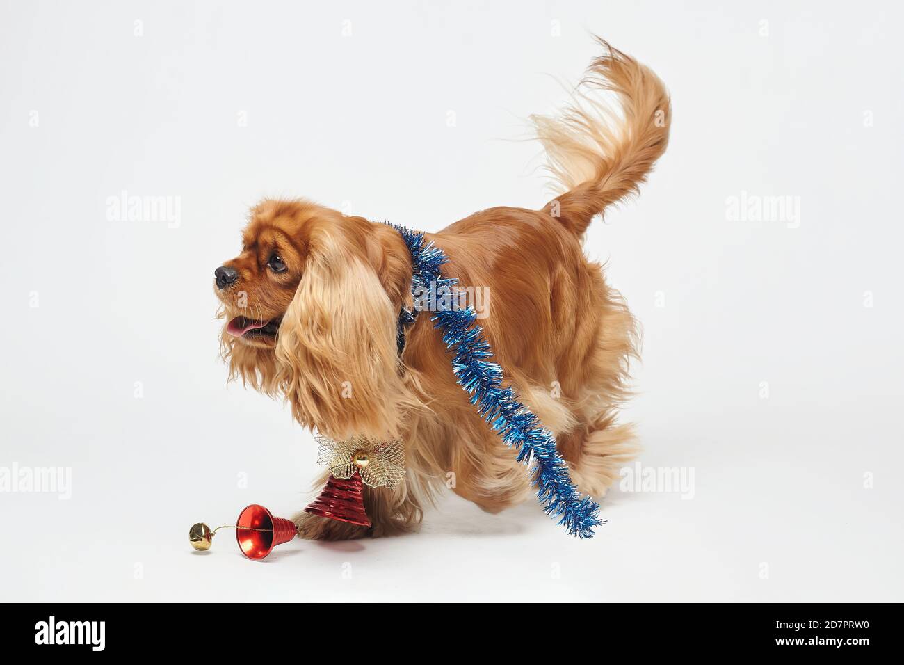 Cocker Spaniel with Christmas decorations. The concept of Christmas and ...