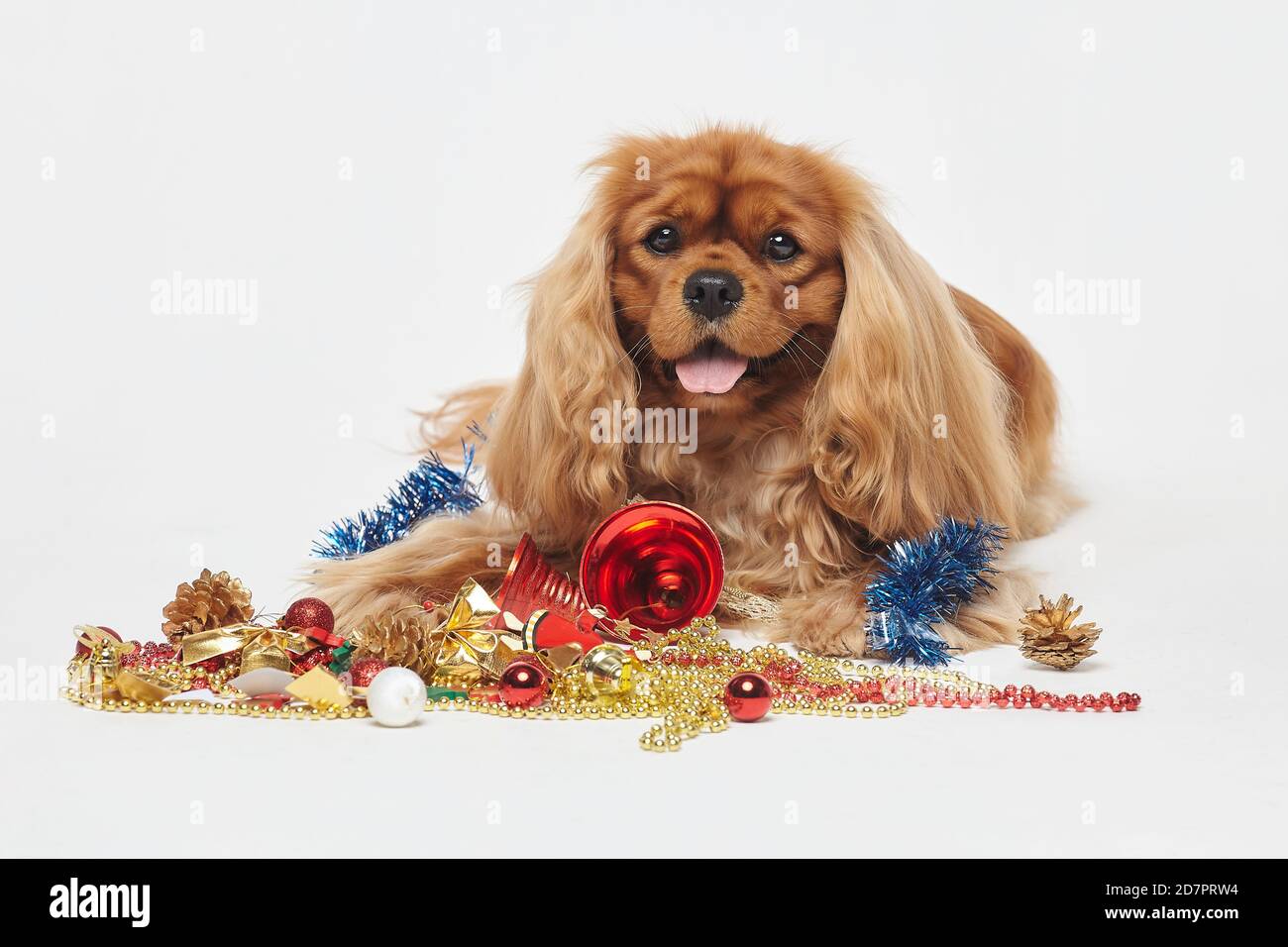 Cocker Spaniel with Christmas decorations. The concept of Christmas and ...