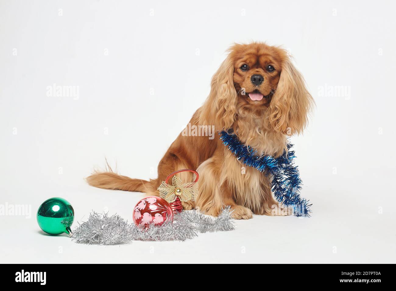 Cocker Spaniel with Christmas decorations. The concept of Christmas and ...