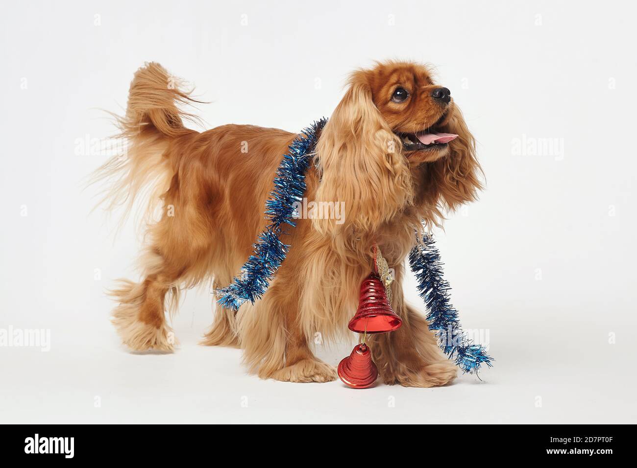 Red and white cocker spaniel hi-res stock photography and images - Alamy