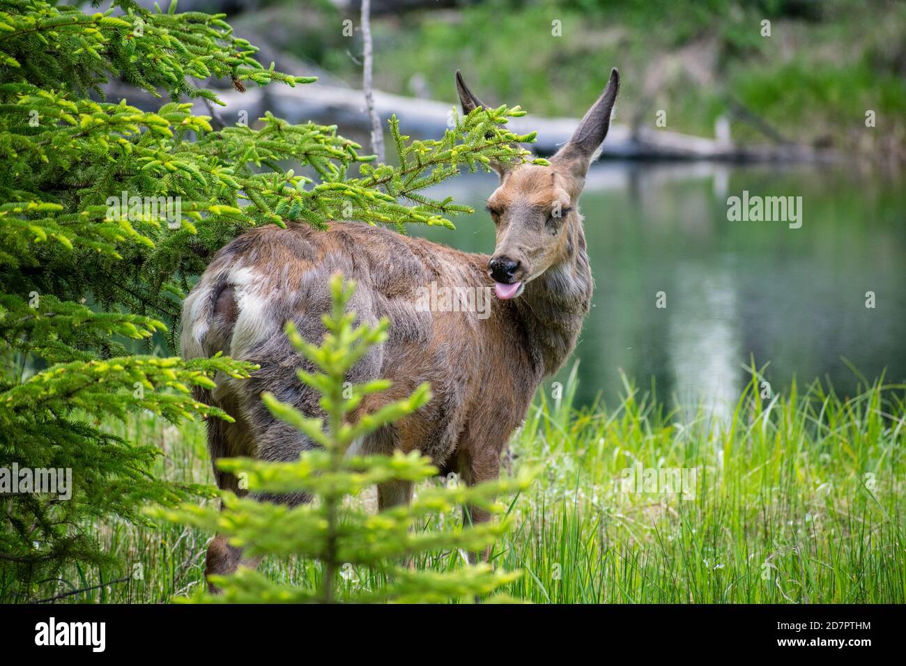 Funny Deer High Resolution Stock Photography and Images - Alamy