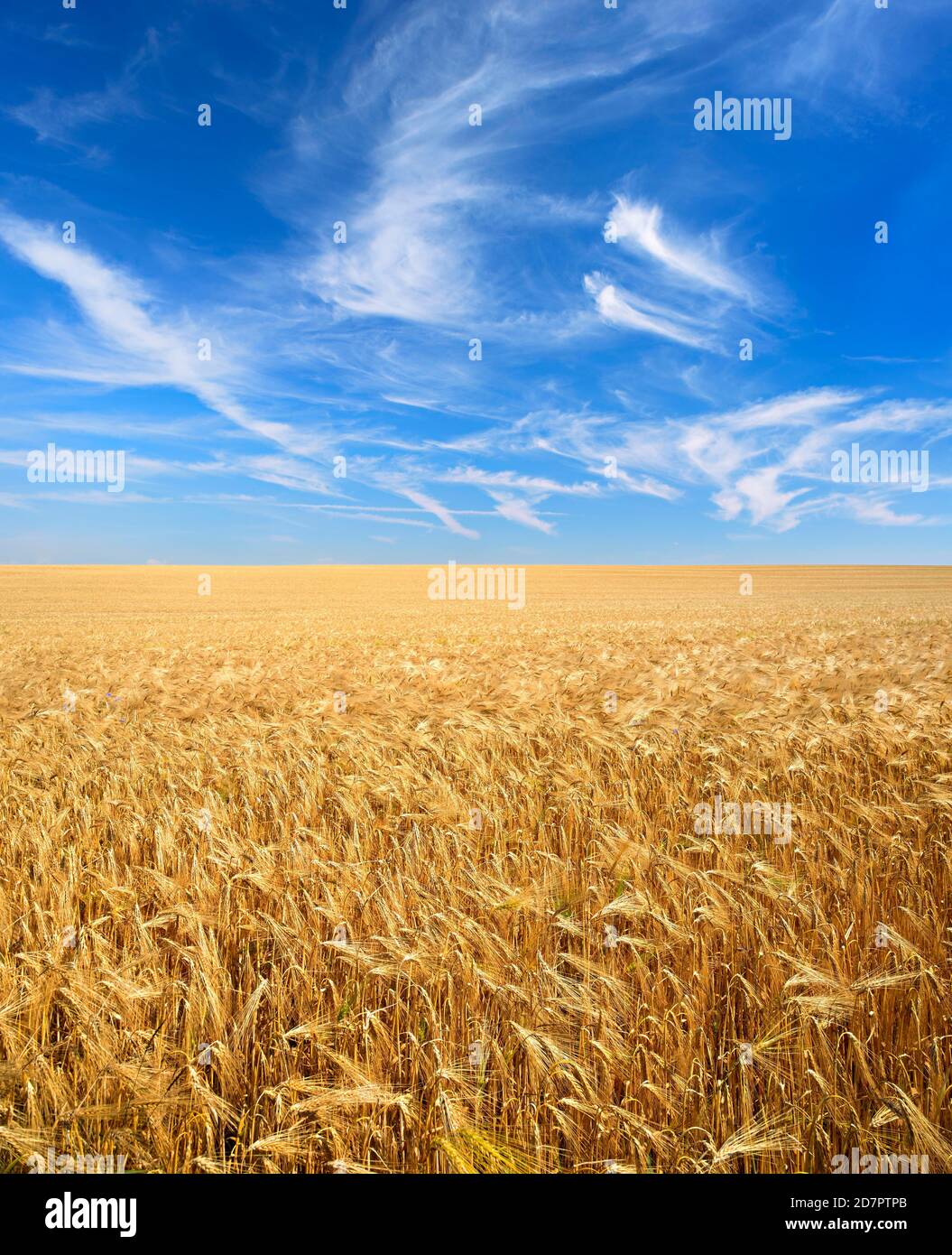Endless field of barley under blue sky with veil clouds hi-res stock ...