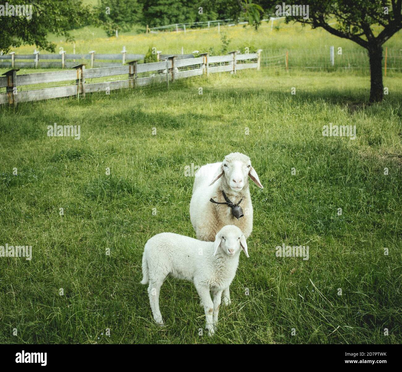 Lamb and sheep on an organic farm, Upper Bavaria, Bavaria, Germany ...