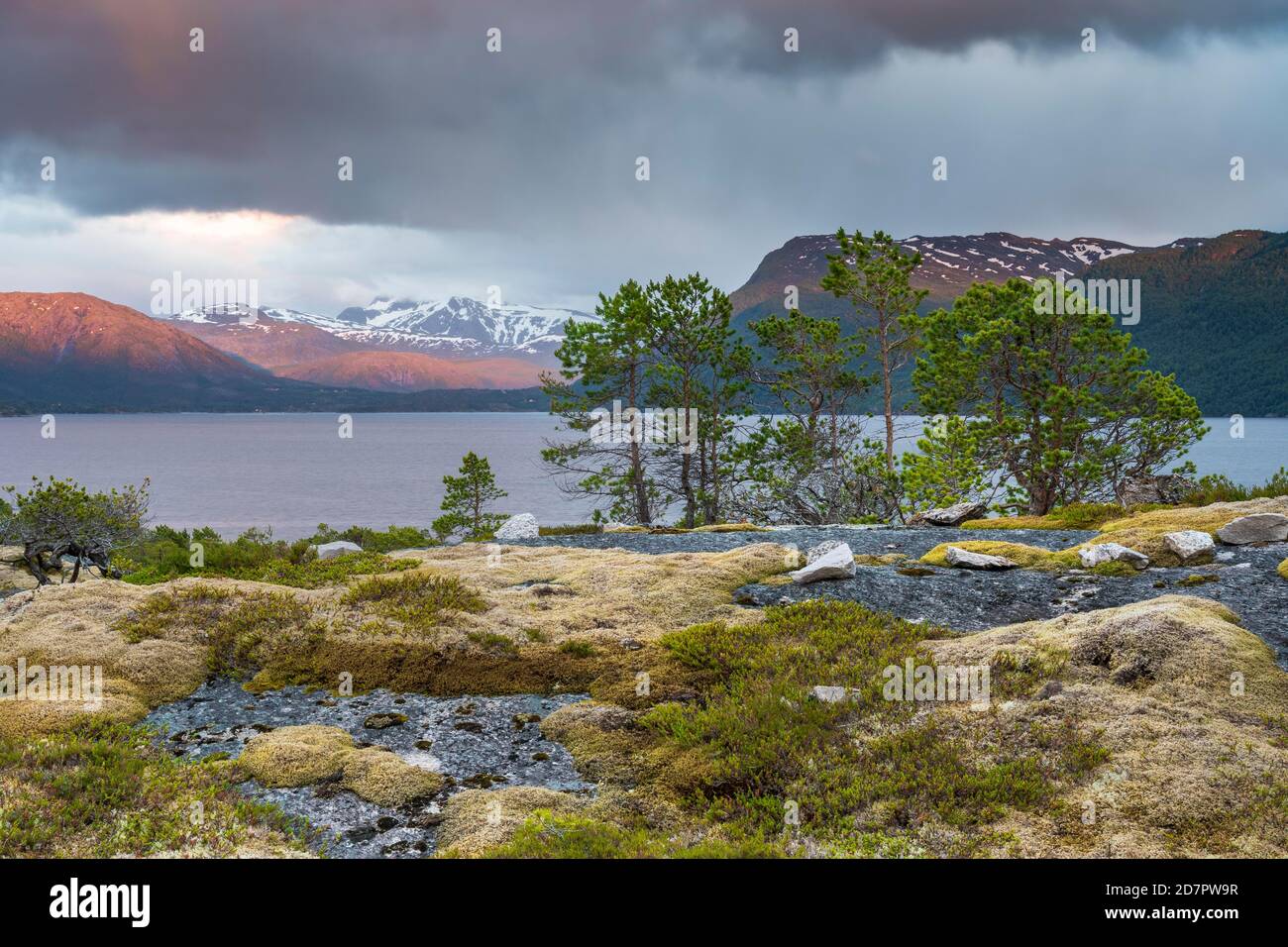 Fjaellj vegetation, moss and conifers in front of a fjord, behind ...
