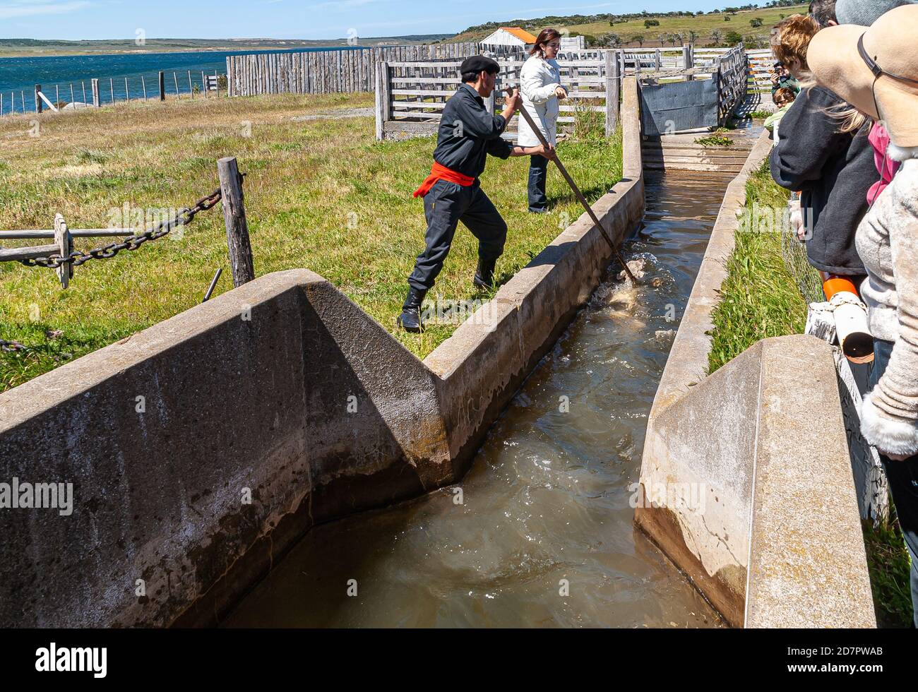Sheep ranch patagonia hi-res stock photography and images - Alamy