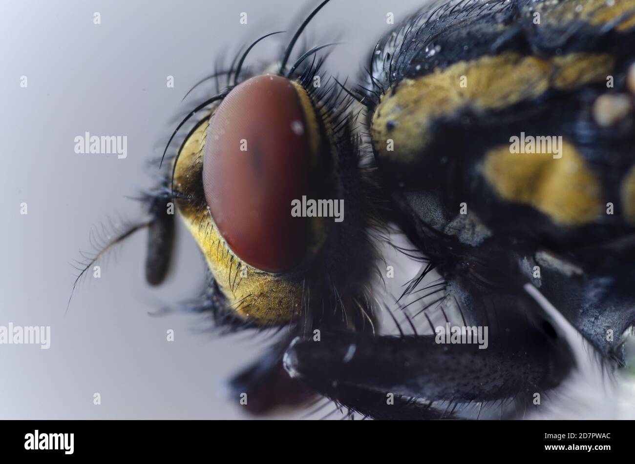 Macro shot of a fly head on a blurred background Stock Photo - Alamy