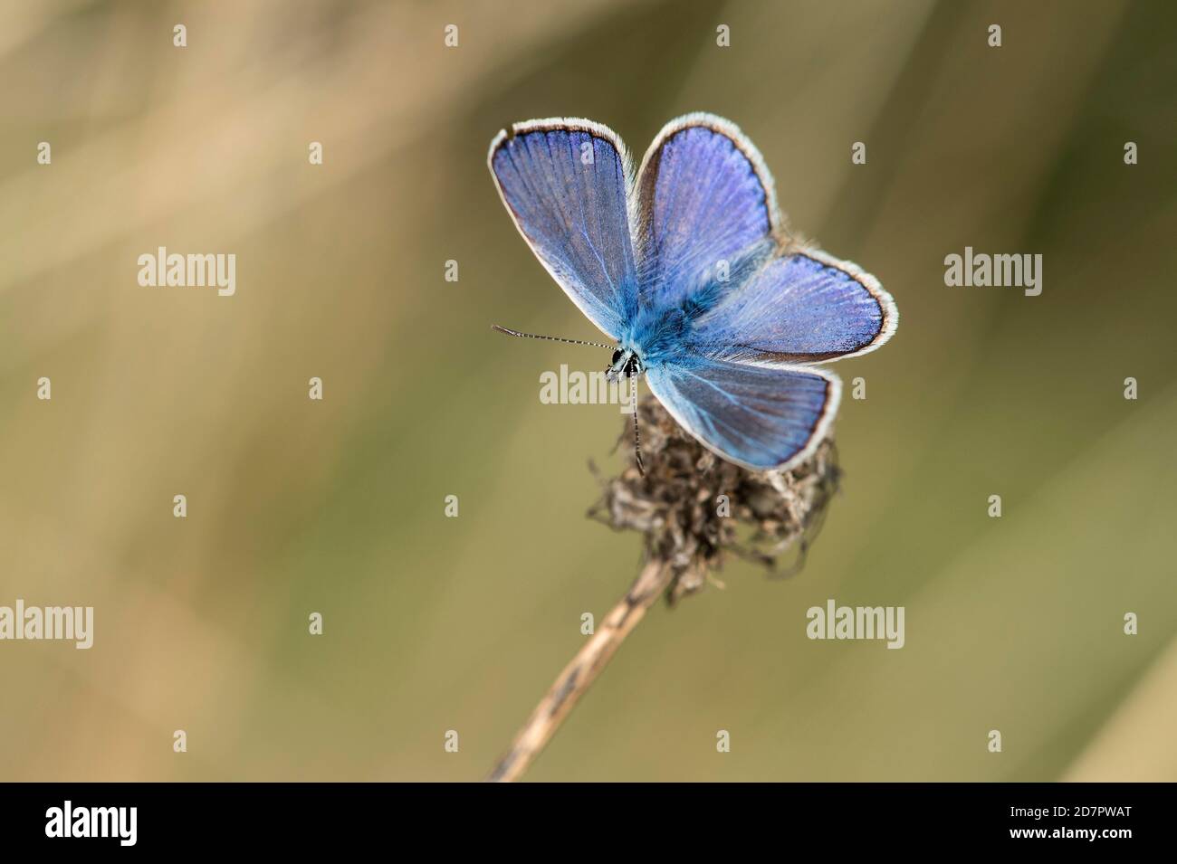 Blue butterfly wing hi-res stock photography and images - Alamy