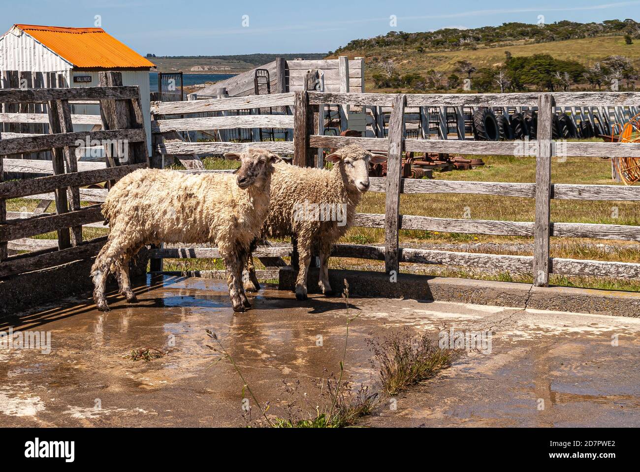 Chile sheep shearing hi-res stock photography and images - Alamy