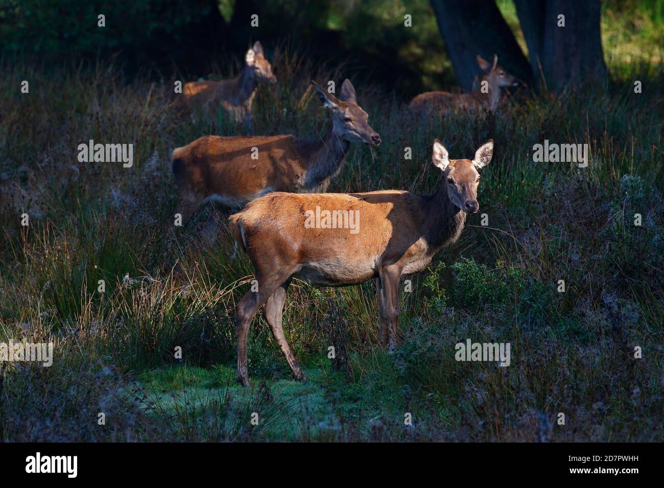 Red deer-Cows (Cervus elaphus) and calves in autumn on a forest meadow ...