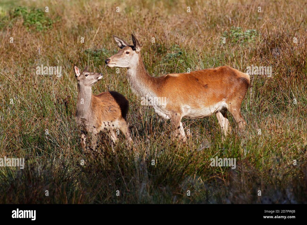 Red deer cow cervus elaphus and calf hi-res stock photography and ...