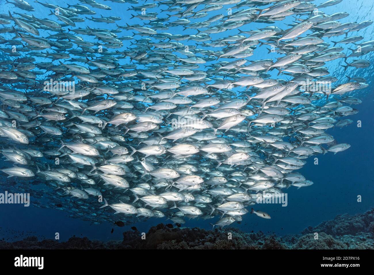 Fish of the andaman islands hi-res stock photography and images - Alamy