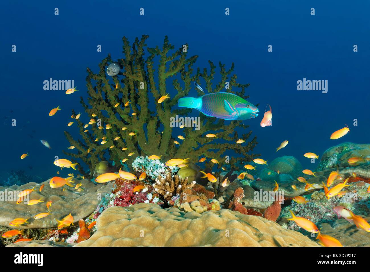 Andaman sea parrot fish hi-res stock photography and images - Alamy