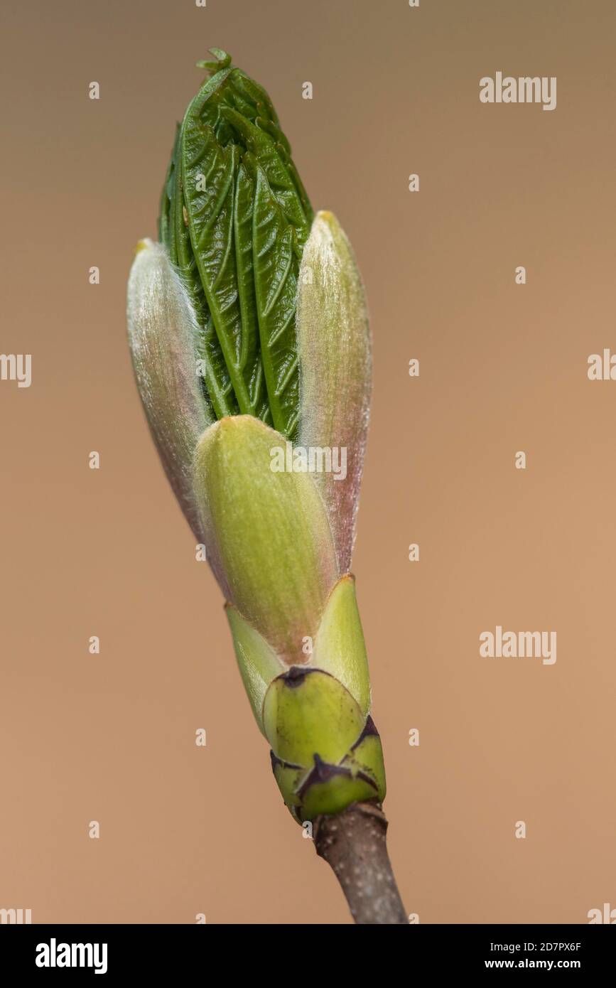Bud produces leaf hi-res stock photography and images - Alamy