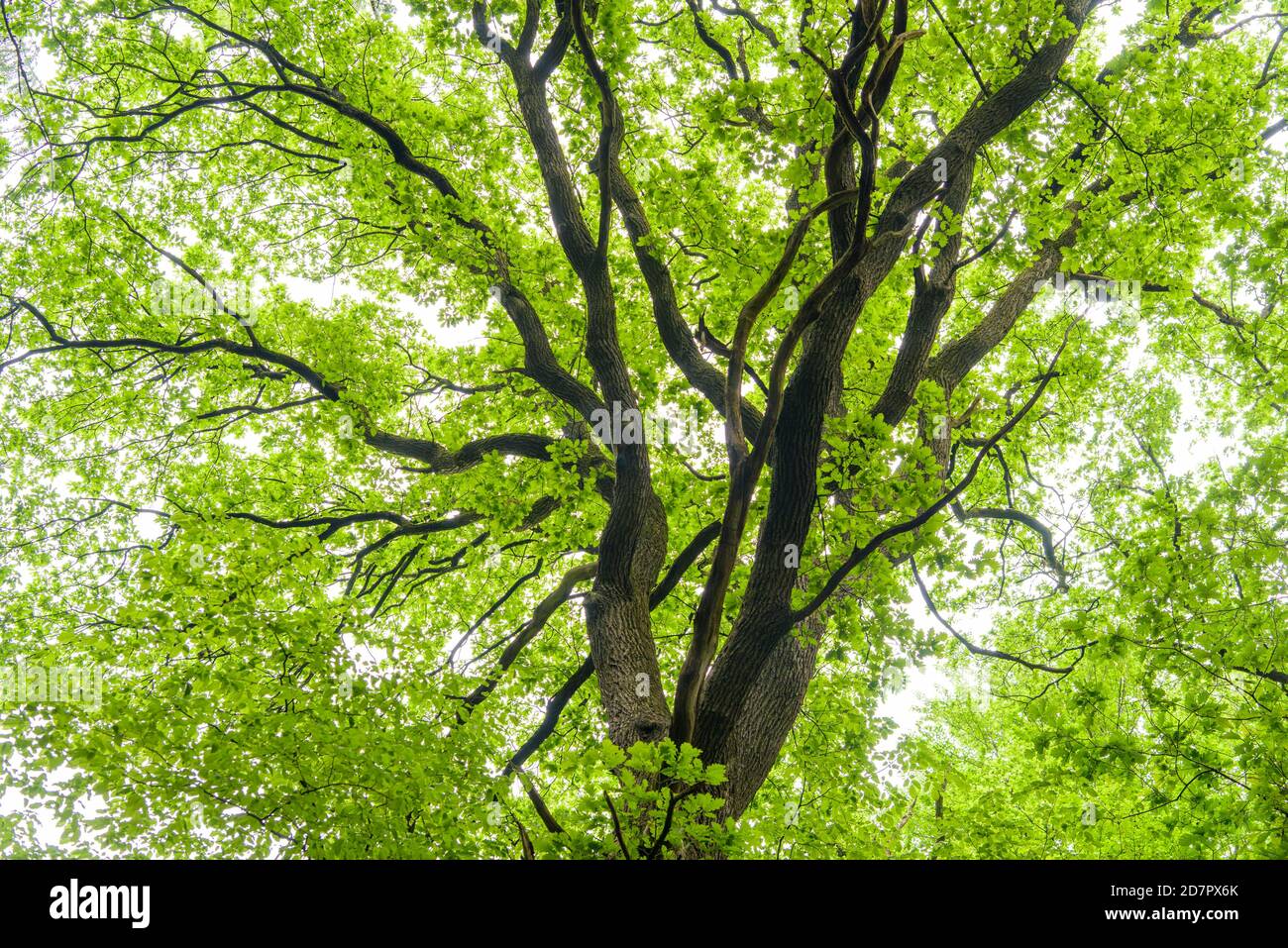 Forest crown tree hi-res stock photography and images - Alamy