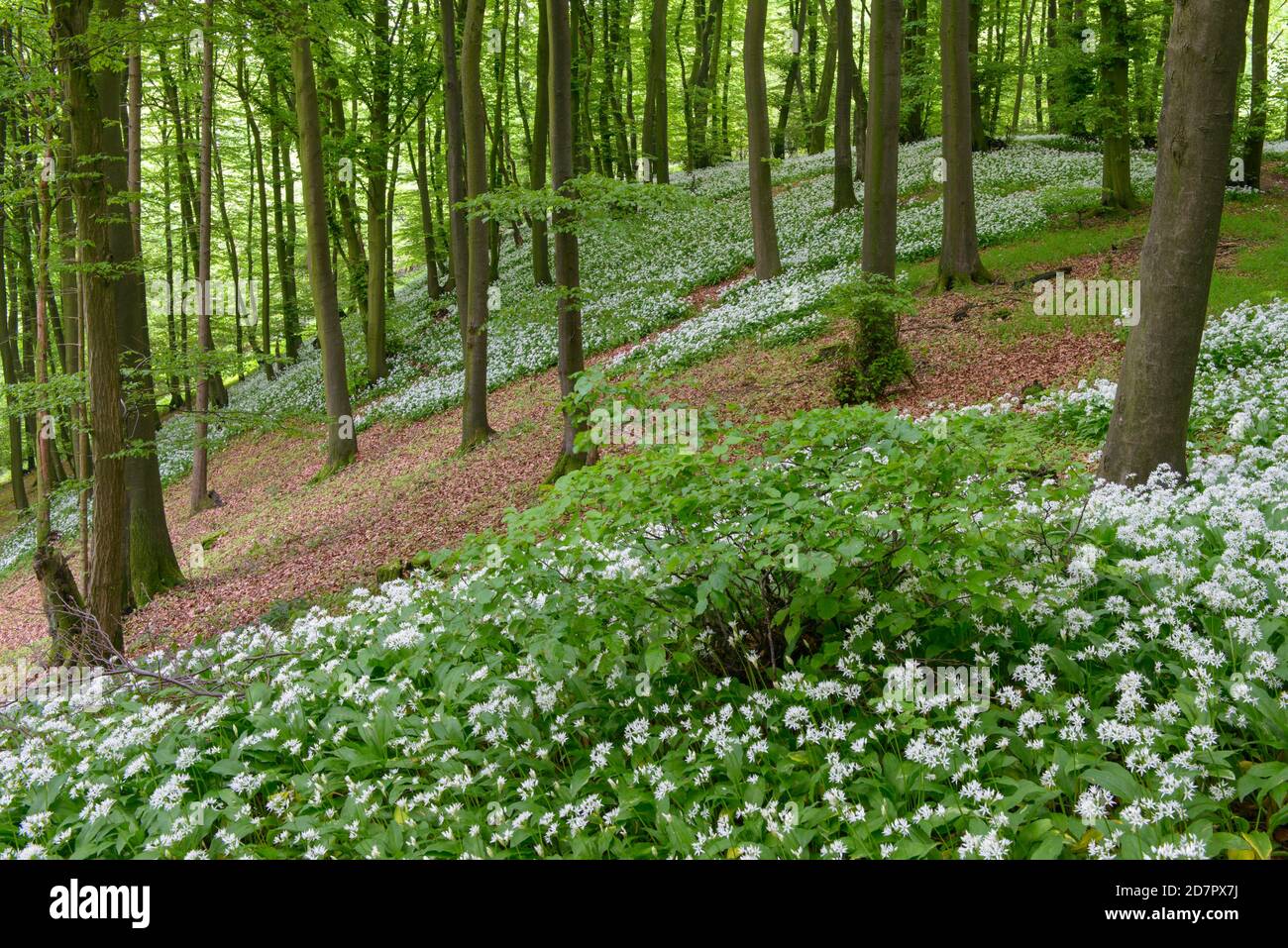 Blooming Ramsons ( Allium ursinum) in beech forest, Teutoburg Forest ...