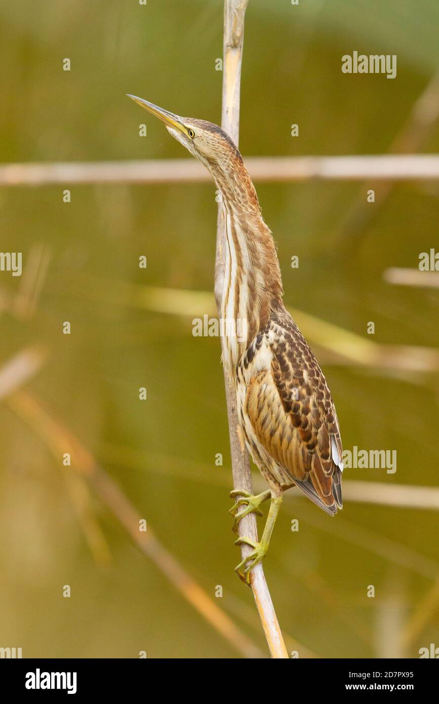 Common little Bittern, Ixobrychus minutus, perching on a branch of a ...