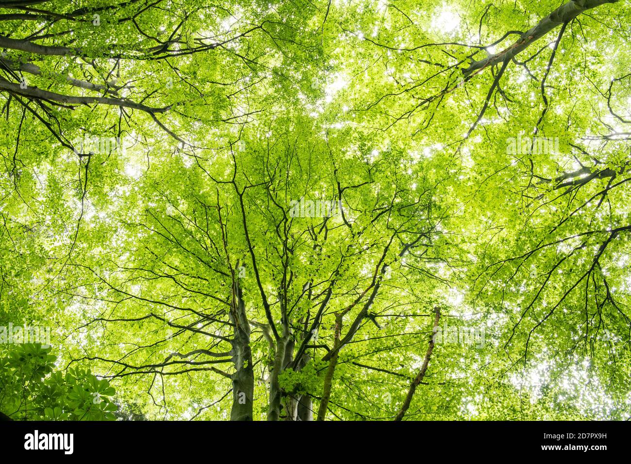 Crown of a beech ( Fagus sylvatica) in the primeval forest Baumweg ...