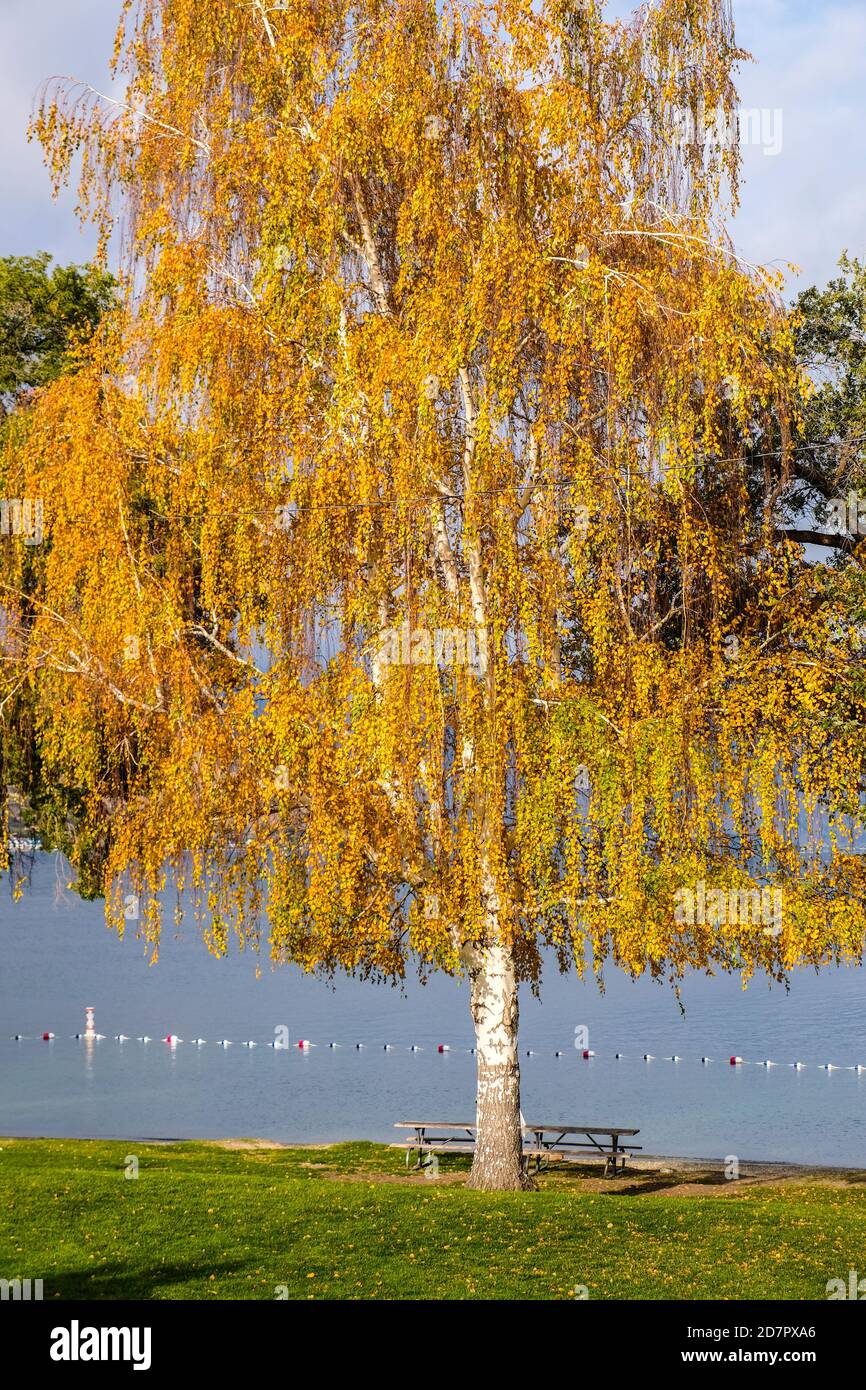 Park bench behind birch tree by water hi-res stock photography and ...