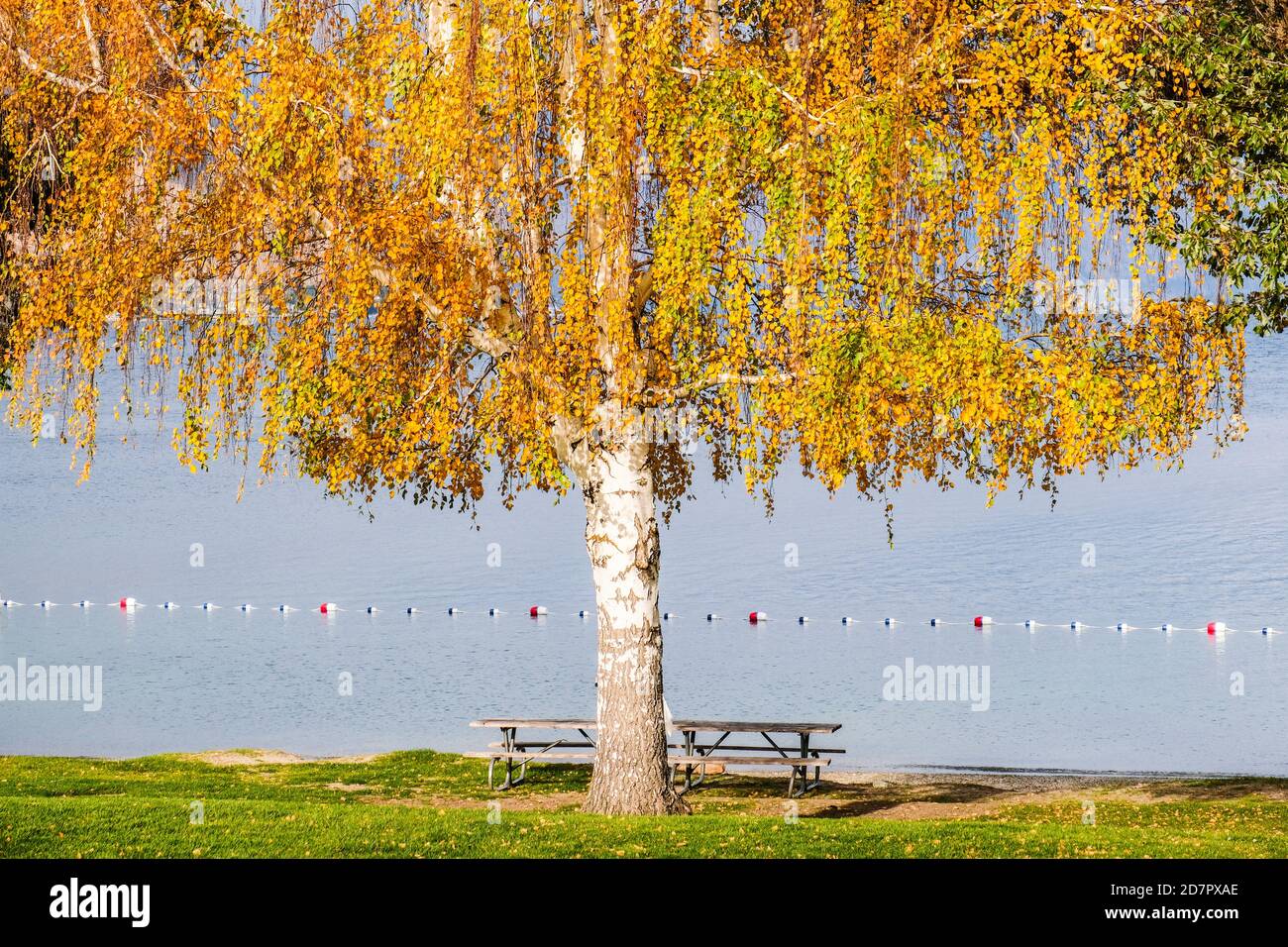 Yellow birch tree by water in Autumn Stock Photo - Alamy
