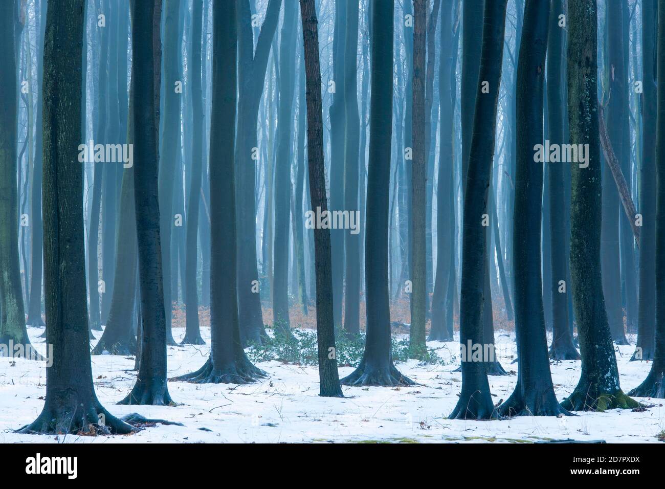 Beech trees ( Fagus sylvatica) in the winter ghost forest in Nienhagen ...