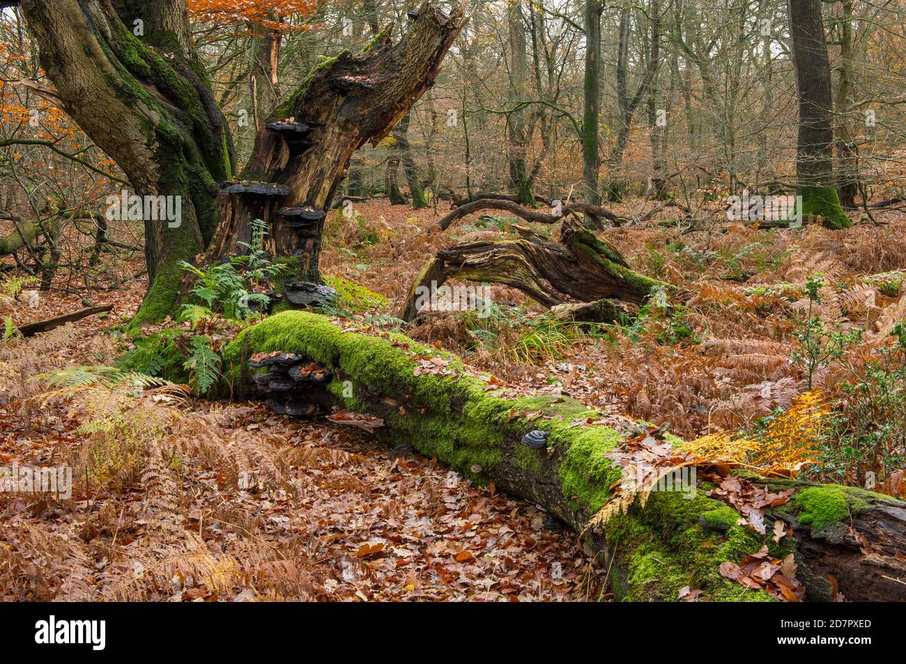 Dead tree in the jungle baumweg hi-res stock photography and images - Alamy