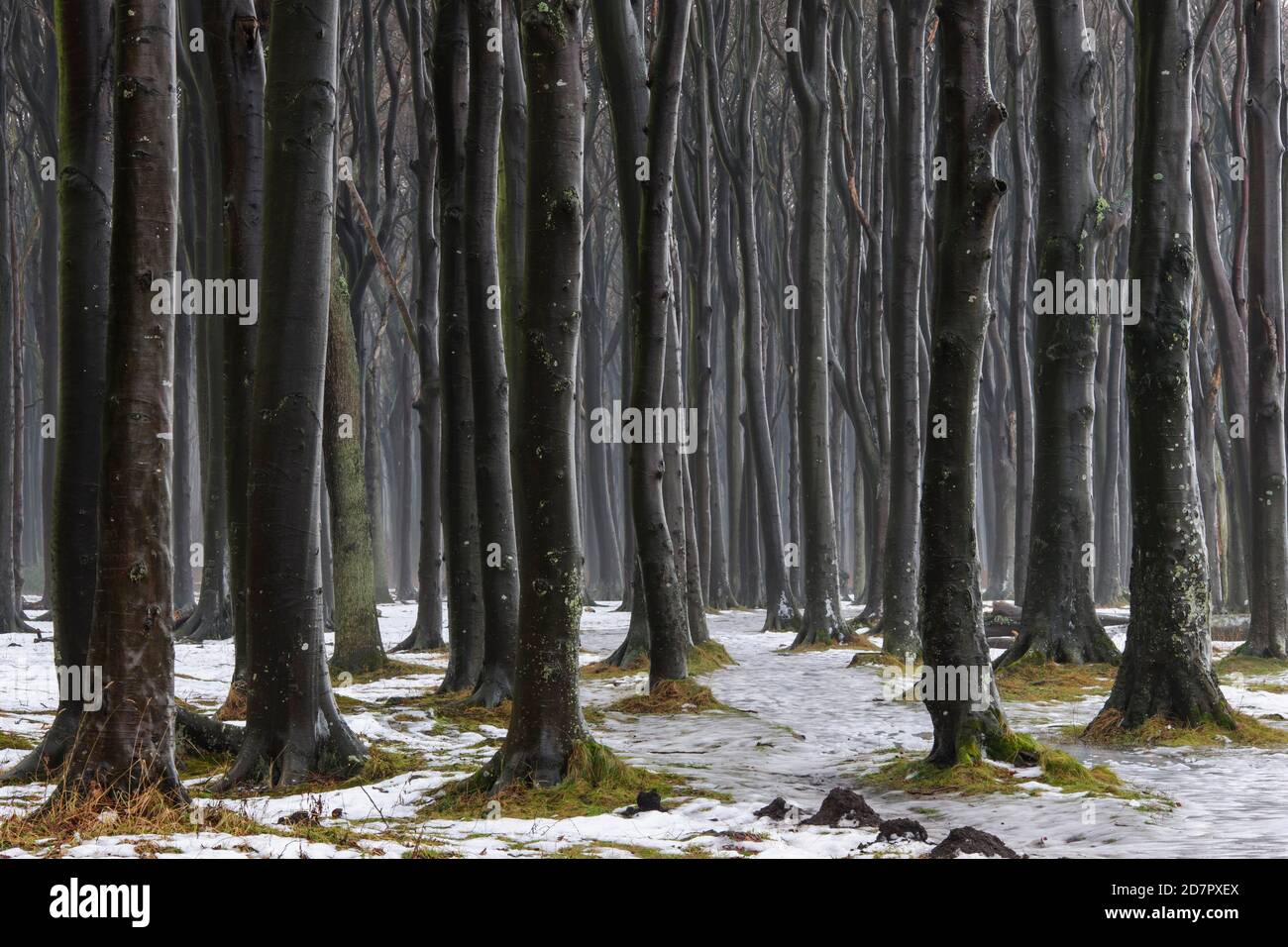Beech trees ( Fagus sylvatica) in the winter ghost forest in Nienhagen ...