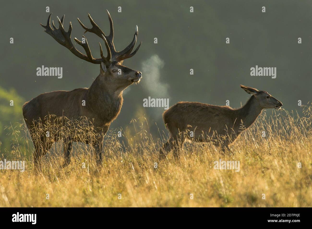 Strong red deer ( Cervus elaphus) drives old animal in the rut ...